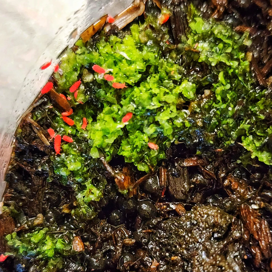 Thai Red Springtails Complete Guide & Culture Care - springtailsculture